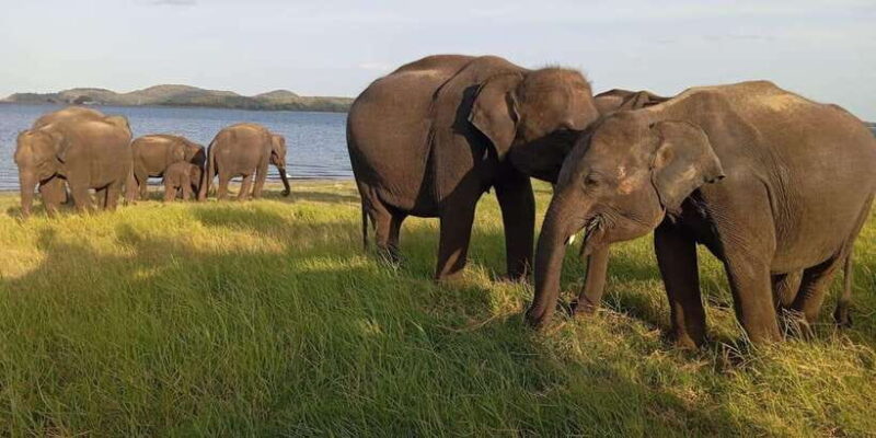 All Inclusive Minneriya National Park Safari with Hotel Pick - Practical Details and Tips