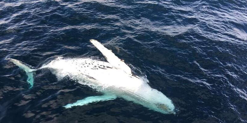 All Inclusive Mirissa Whale and Dolphin Watching Boat Ride - Key Points