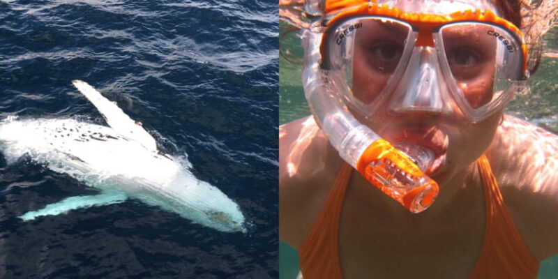 All Inclusive Mirissa Whale & Dolphin Watching + Snorkeling - Who Is This Tour Best For?