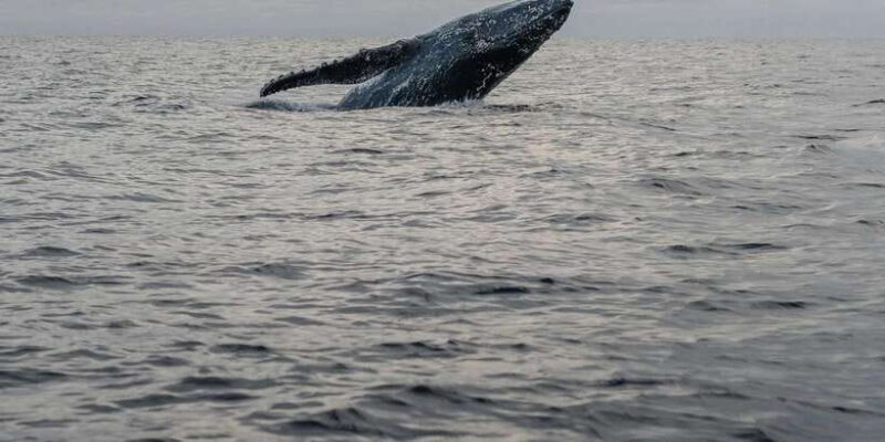 All Inclusive Mirissa Whale & Dolphin Watching + Snorkeling - FAQ