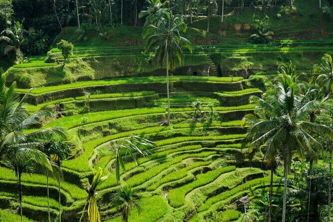 All Inclusive of Ubud Top Attraction - Exploring the Ubud Tour Lineup