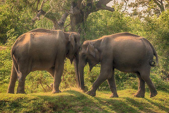 All Inclusive Overnight Tented Camping in Yala From Negombo - An Insider’s Look at the Yala Camping Safari