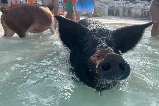 All Inclusive Pig Encounter, Snorkeling, Turtles, Lunch & Beach - An In-depth Look at the Tour Experience