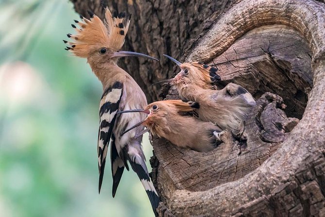 All Inclusive Private City Tour to Temple of Heaven, Tian'anmen Square Forbidden City and Summer Palace - Lunch: Tasting Authentic Chinese Cuisine