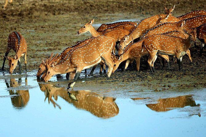 All Inclusive Private day tour to Wipattu National Park From Negombo - The Experience: A Thorough Breakdown