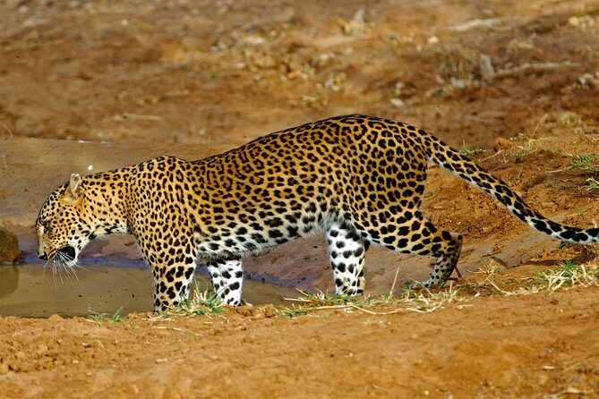 All Inclusive Private day tour to Wipattu National Park From Negombo - The Practical Side: What It Means for You
