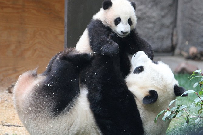 All-inclusive Private Day Trip: Hutongs, Lama Temple & Panda House with Lunch - Final Thoughts