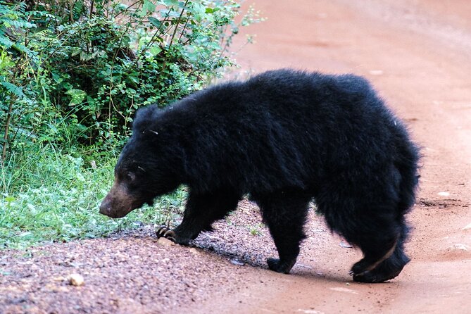 All Inclusive Private Full Day Safari in Yala National Park with Lunch - A Deep Dive into the Yala Safari Experience