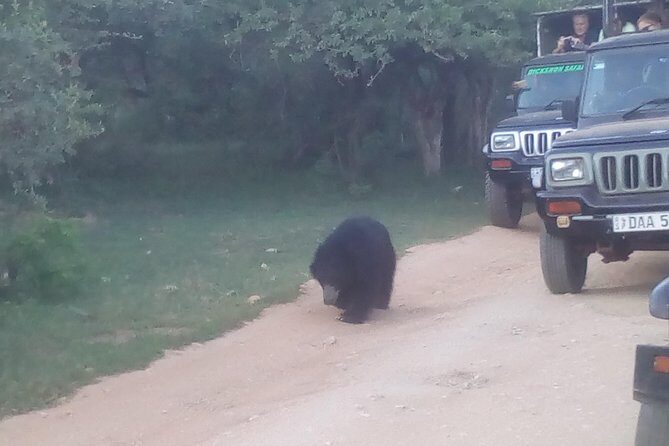 All inclusive Private jeep safari at Yala National park - The Experience: A Closer Look at the Tour