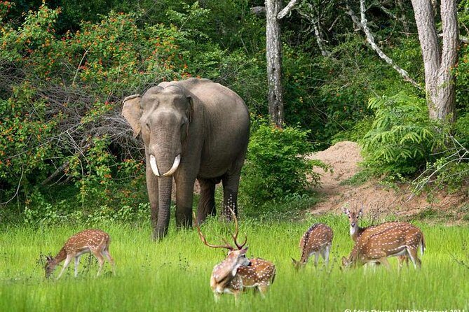 All inclusive Private jeep safari at Yala National park - Analyzing the Value