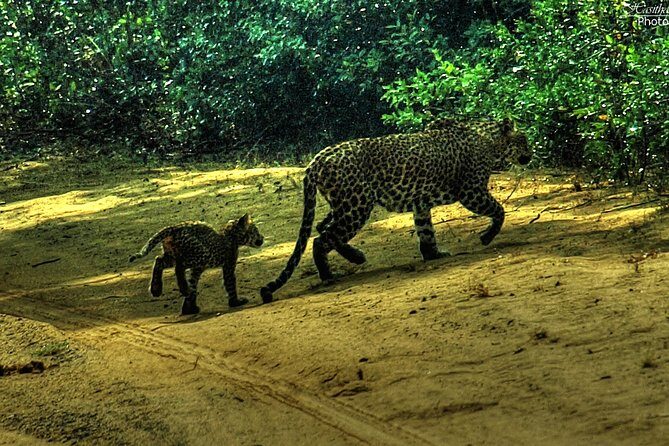 All inclusive Private jeep safari at Yala National park - Final Thoughts