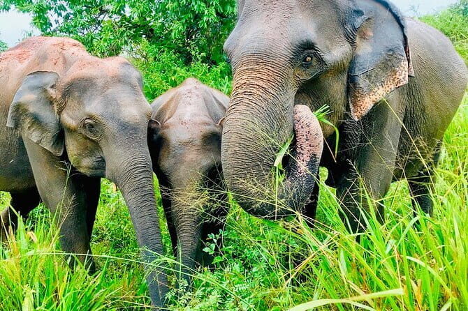 All Inclusive Private Jeep Safari To Minneriya National Park - Key Points
