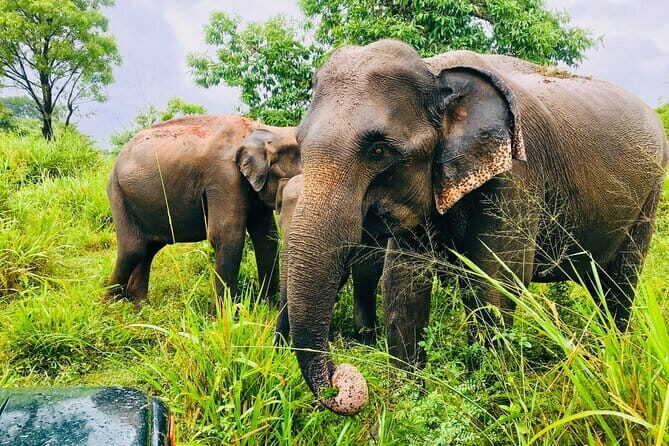 All Inclusive Private Jeep Safari To Minneriya National Park - What to Expect from the Safari