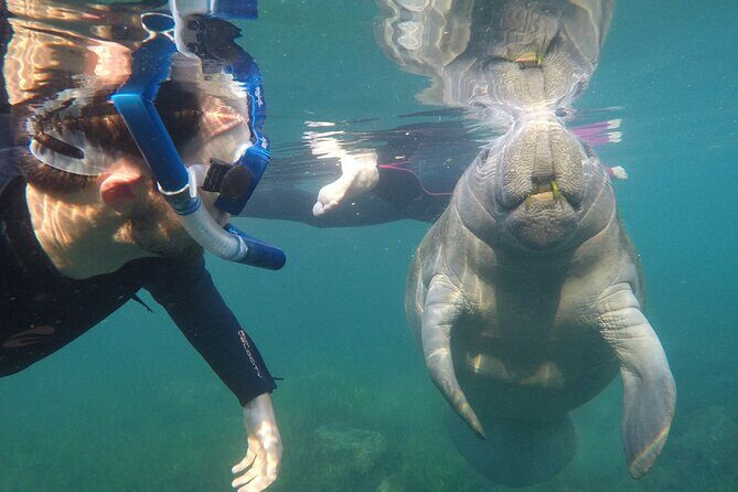 All Inclusive Private Manatee Swim - What Travelers Are Saying