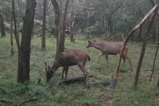 All inclusive Private safari at Wilpattu National park from Negombo - The Itinerary: Breaking Down the Day