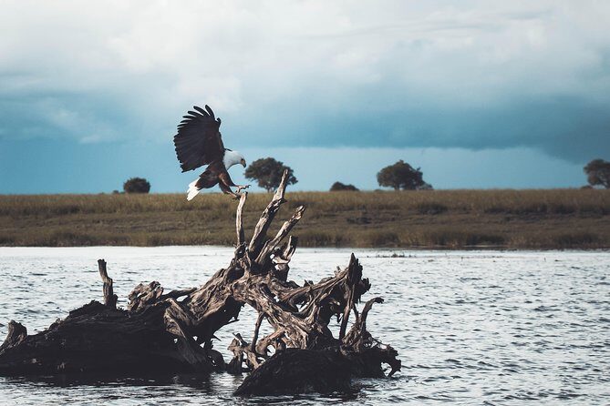 All Inclusive Private Safari at Yala and Bundala National Parks with Lunch - Exploring the All-Inclusive Private Safari at Yala and Bundala National Parks