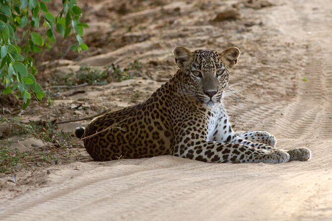 All Inclusive Private Safari at Yala and Bundala National Parks with Lunch - Key Points