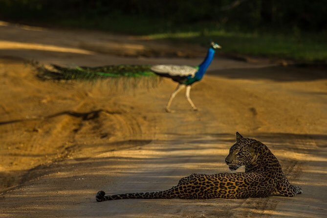 All Inclusive Private Safari at Yala and Bundala National Parks with Lunch - Who This Tour Is Best For