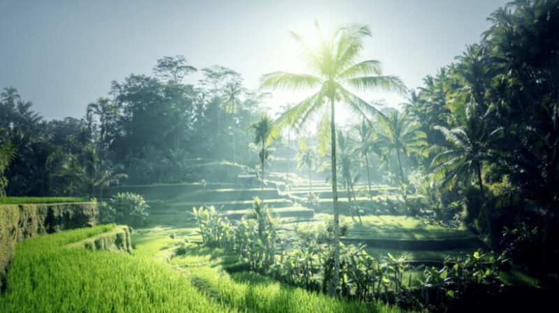 All-Inclusive Private Ubud Tour with Jungle Swing - Frequently Asked Questions (FAQs)