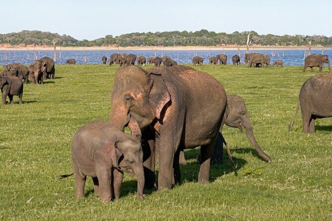 All-inclusive Sigiriya, Dambulla and Wildlife Safari from Colombo - Key Points