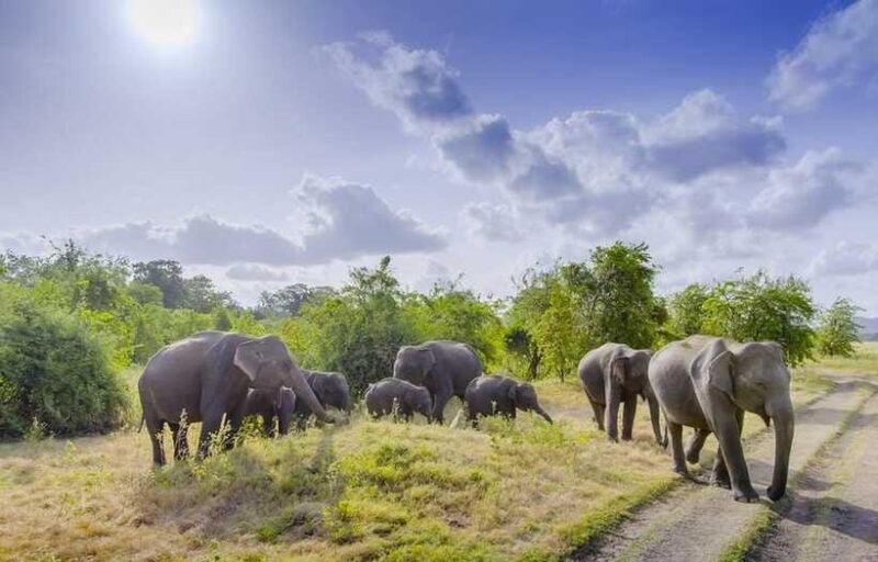 All-inclusive Sigiriya Fortress and Wildlife Safari - A Safari Escape: Hurulu Eco National Park