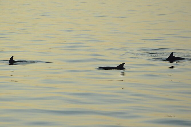 All-Inclusive Sunset Cruise & Dolphin Watching  Medulin - Key Points