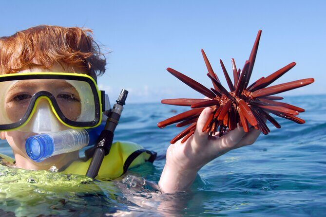 All-Inclusive Sunset Dolphin Watch and Snorkeling Cruise - The Itinerary in Detail