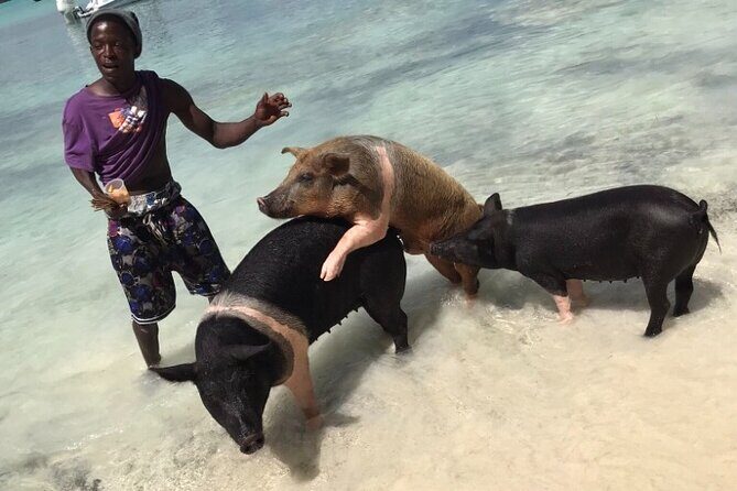 All Inclusive Swimming With The Pigs - Introduction: A Compact, Enjoyable Nassau Experience