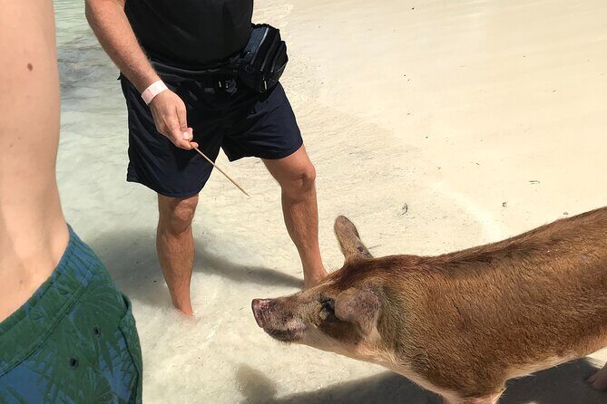 All Inclusive Swimming With The Pigs - What the Reviews Say: Authentic Perspectives