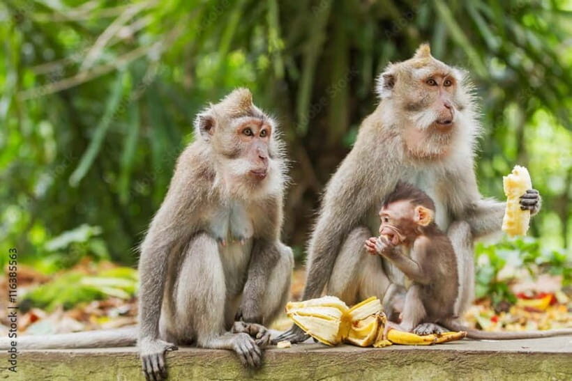 All Inclusive Ubud Private Day Tour - The Value Proposition