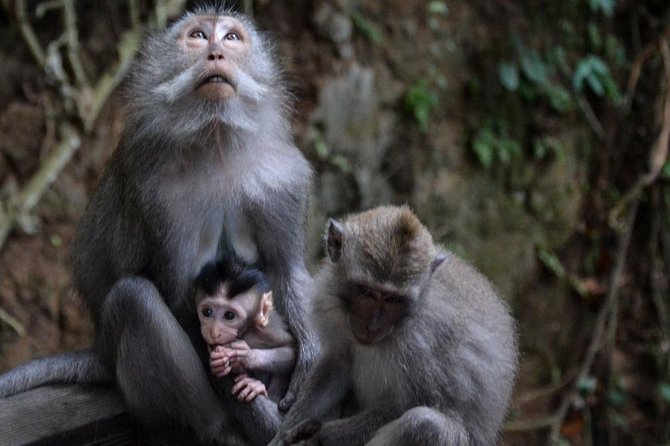 All-Inclusive Ubud Private Tour - Why the Tour Works Well for Travelers