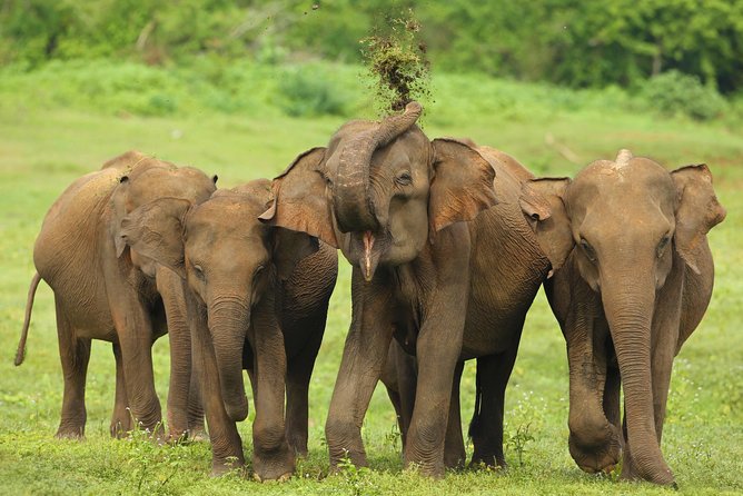 All Inclusive Udawalawa National Park Day Tour From Negombo - What You Get for Your Money