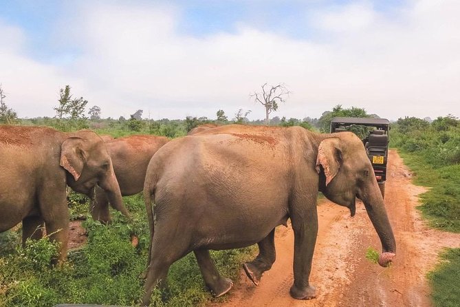All Inclusive Udawalawa National Park Day Tour From Negombo - The Itinerary: What to Expect