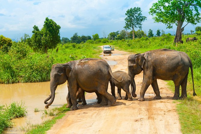 All Inclusive Udawalawa National Park Day Tour From Negombo - The Benefits of a Private Guided Safari