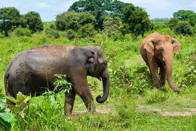 All Inclusive Udawalawa National Park Day Tour From Negombo - Considerations and Tips