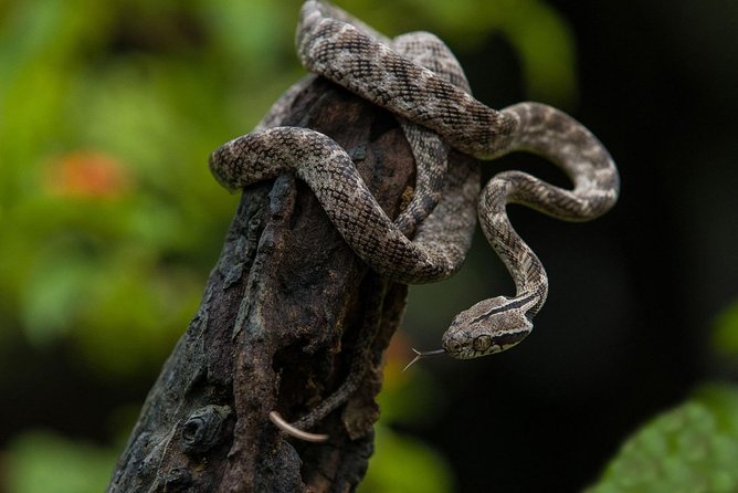 All Inclusive Udawalawa National Park Day Tour From Negombo - Who Will Love This Tour?