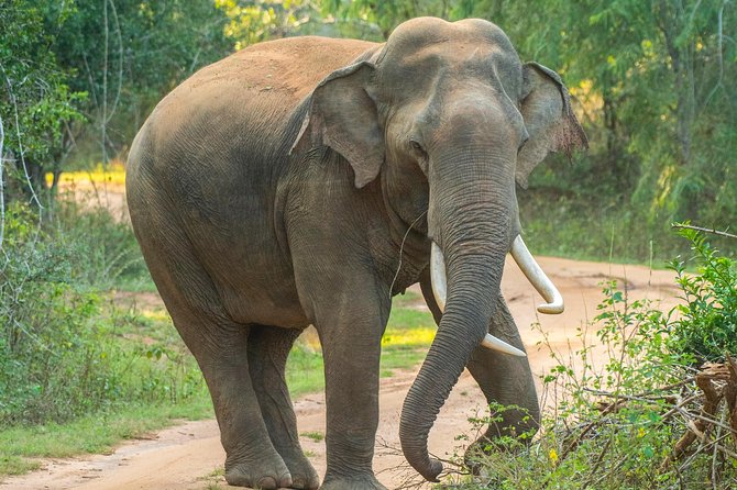 All Inclusive Udawalawa National Park Day Tour From Negombo - Verdict: Is It Worth It?