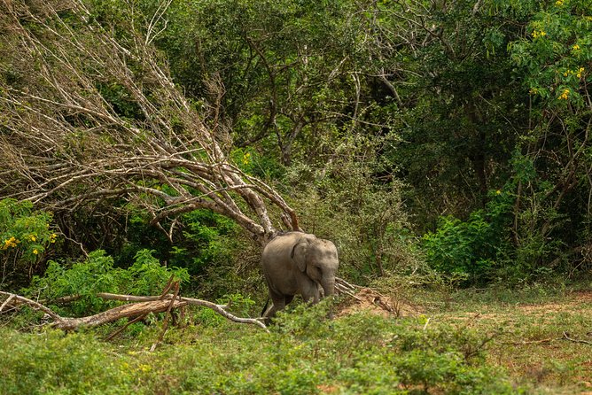 All Inclusive Udawalawa National Park Day Tour From Negombo - The Sum Up