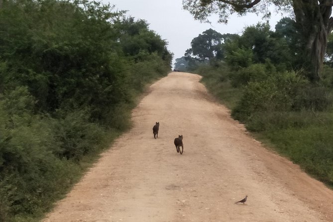All Inclusive Udawalawe National Park Safari Day Tour from Colombo and Negombo - Who Should Book This Tour?