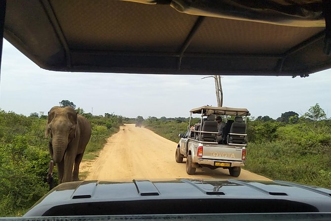 All Inclusive Udawalawe National Park Safari Day Tour from Colombo and Negombo - Frequently Asked Questions