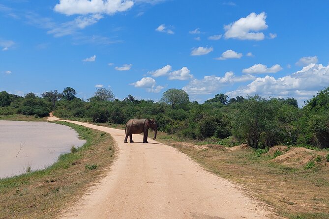 All Inclusive Udawalawe National Park Safari Day Tour from Colombo and Negombo - Final Thoughts