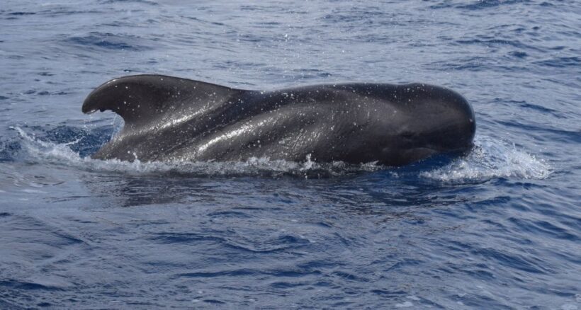 All Inclusive Whale and Dolphin Watching Luxury Tour - Discover Madeira’s Marine Wildlife in Style