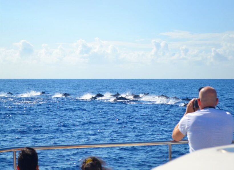 All Inclusive Whale and Dolphin Watching Luxury Tour - Why This Tour Works Well