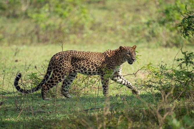 All Inclusive Yala National Park Jeep Safari from Colombo - Why Choose This Yala Safari?