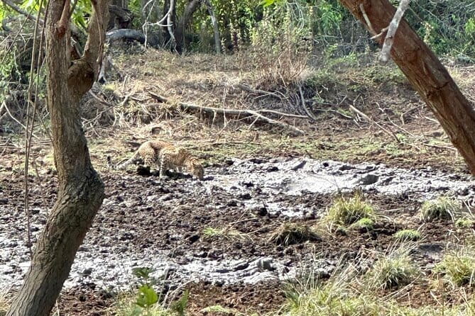 All Inclusive Yala/Udawalawa Safari From Ella, Mirissa,Hiriketiya - Why This Tour Offers Great Value