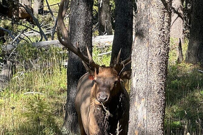All Inclusive Yellowstone Lower Loop - Final Thoughts