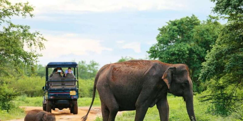 All inclussive Udawalawa National Park Safari From Colombo - Transportation & Group Size