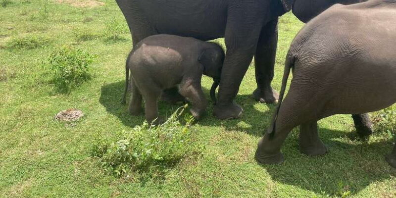 All inclussive Udawalawa National Park Safari From Colombo - Value & Pricing