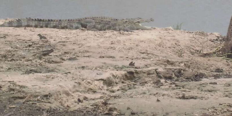 All inclussive Udawalawa National Park Safari From Colombo - Who Should Consider This Tour?