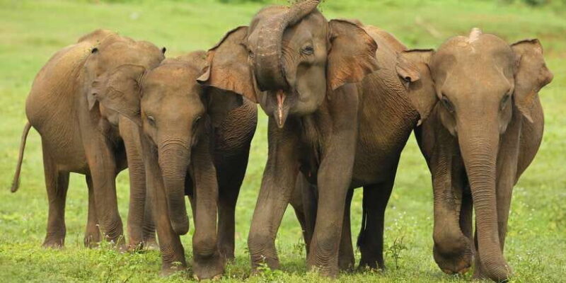 All inclussive Udawalawa National Park Safari From Colombo - FAQs